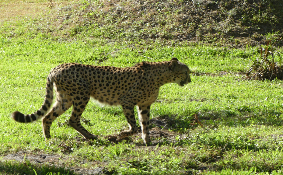 Central Florida Zoo and Botanical Garden